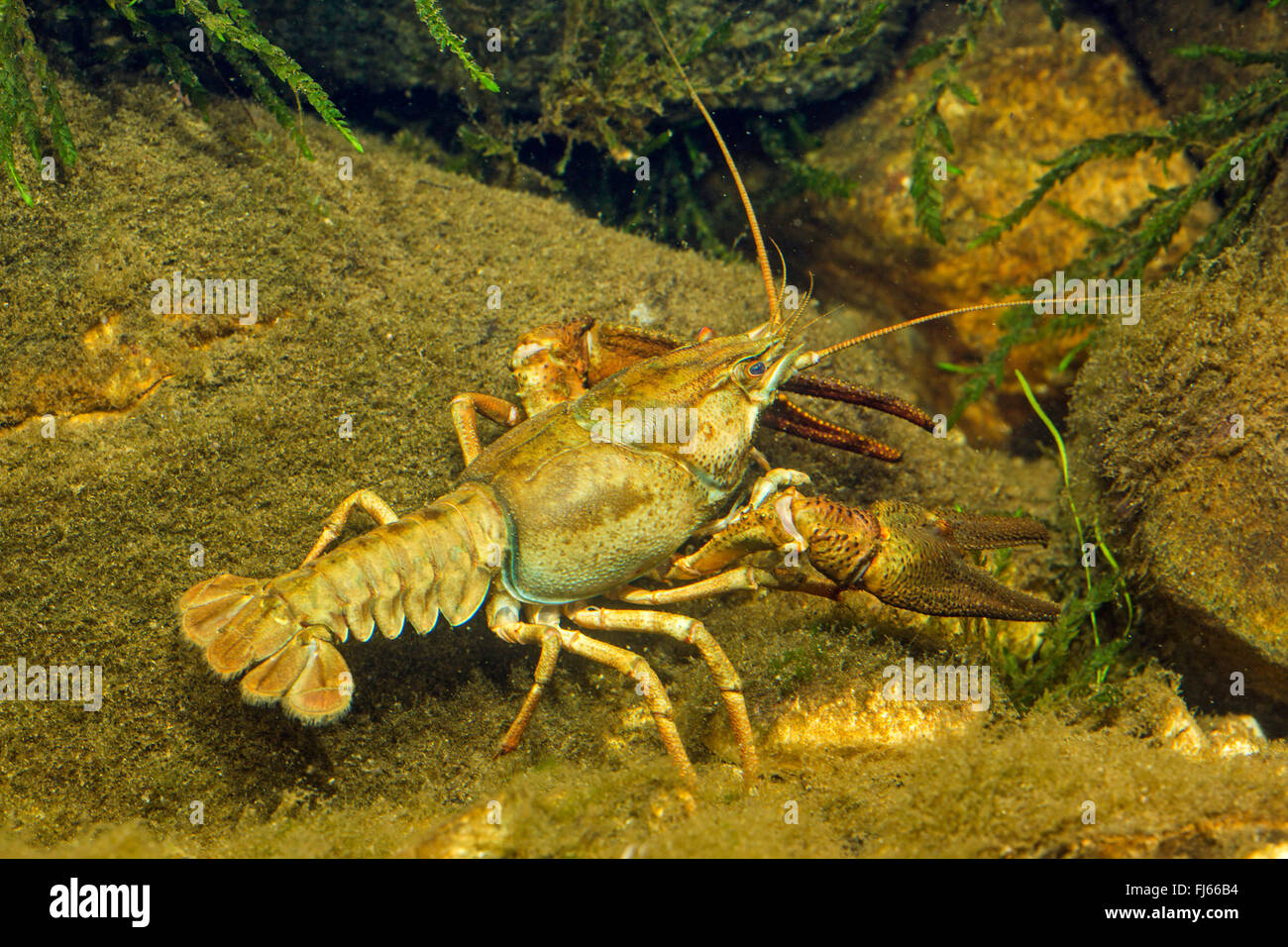 Astacus fluviatilis hi-res stock photography and images - Alamy