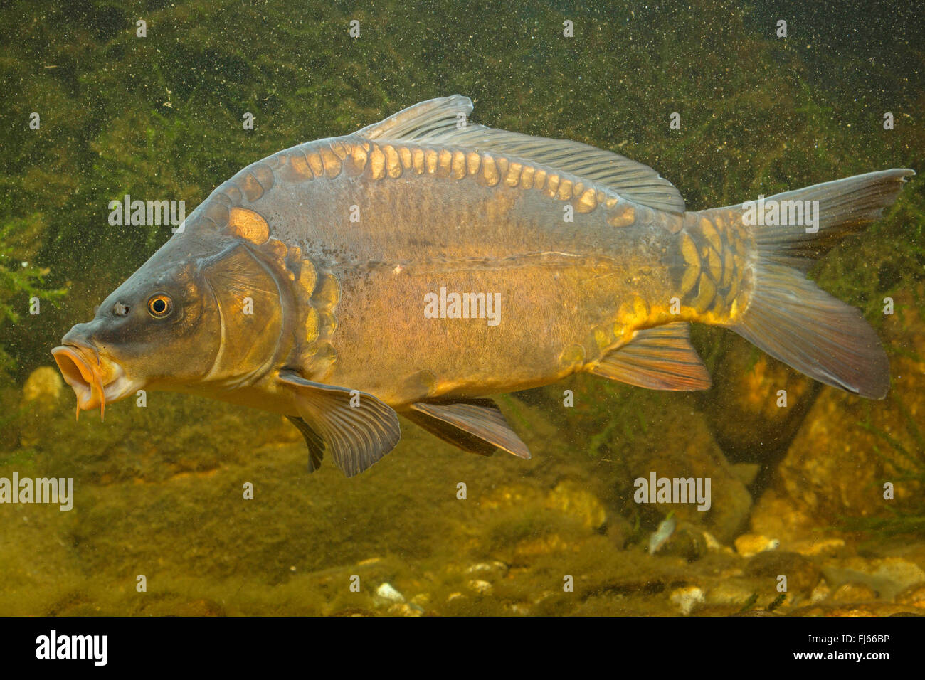 carp, common carp, European carp (Cyprinus carpio), mirror carp ...