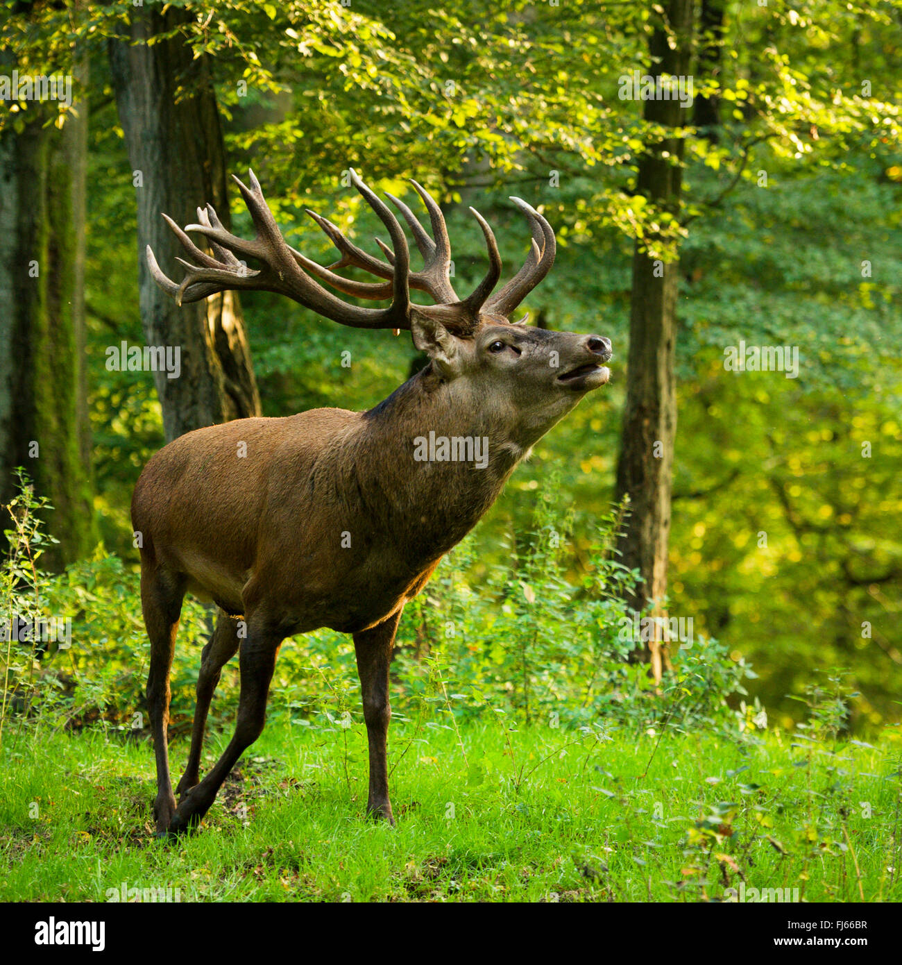 red deer (Cervus elaphus), stag in forest, Germany Stock Photo - Alamy