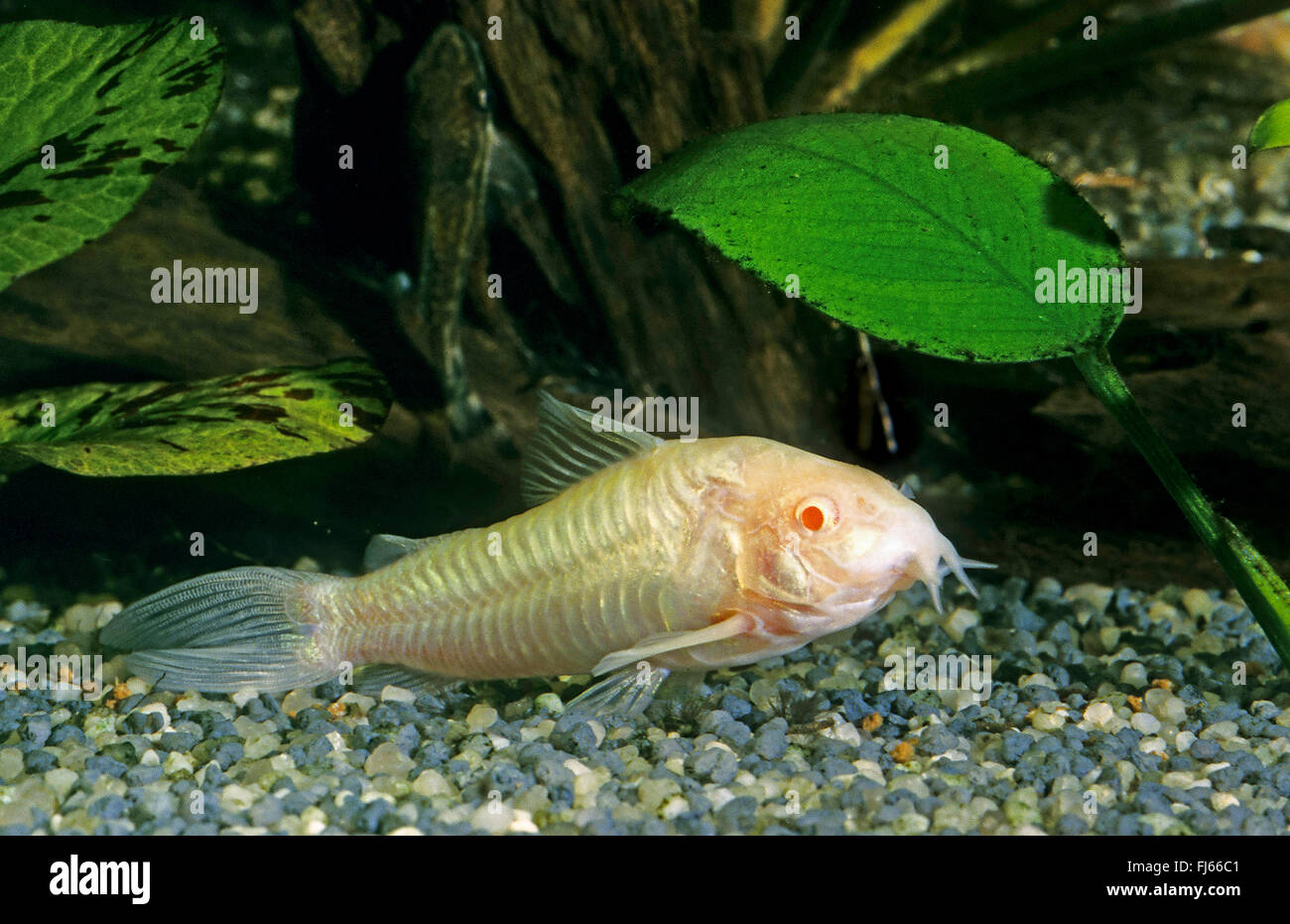 Corydoras (Corydoras spec), swimming Stock Photo - Alamy