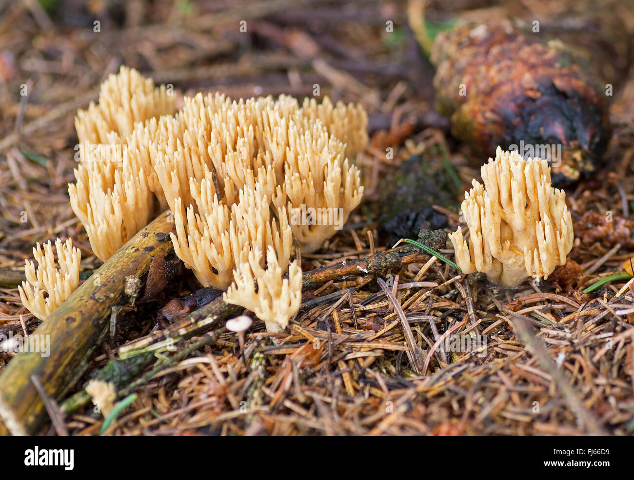 Upright coral (Ramaria stricta), several fruiting bodies on forest ...