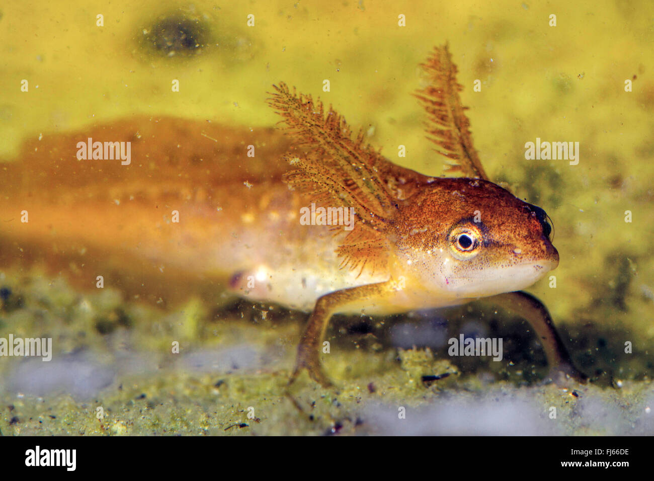 smooth newt (Triturus vulgaris, Lissotriton vulgaris ), larva, Germany ...