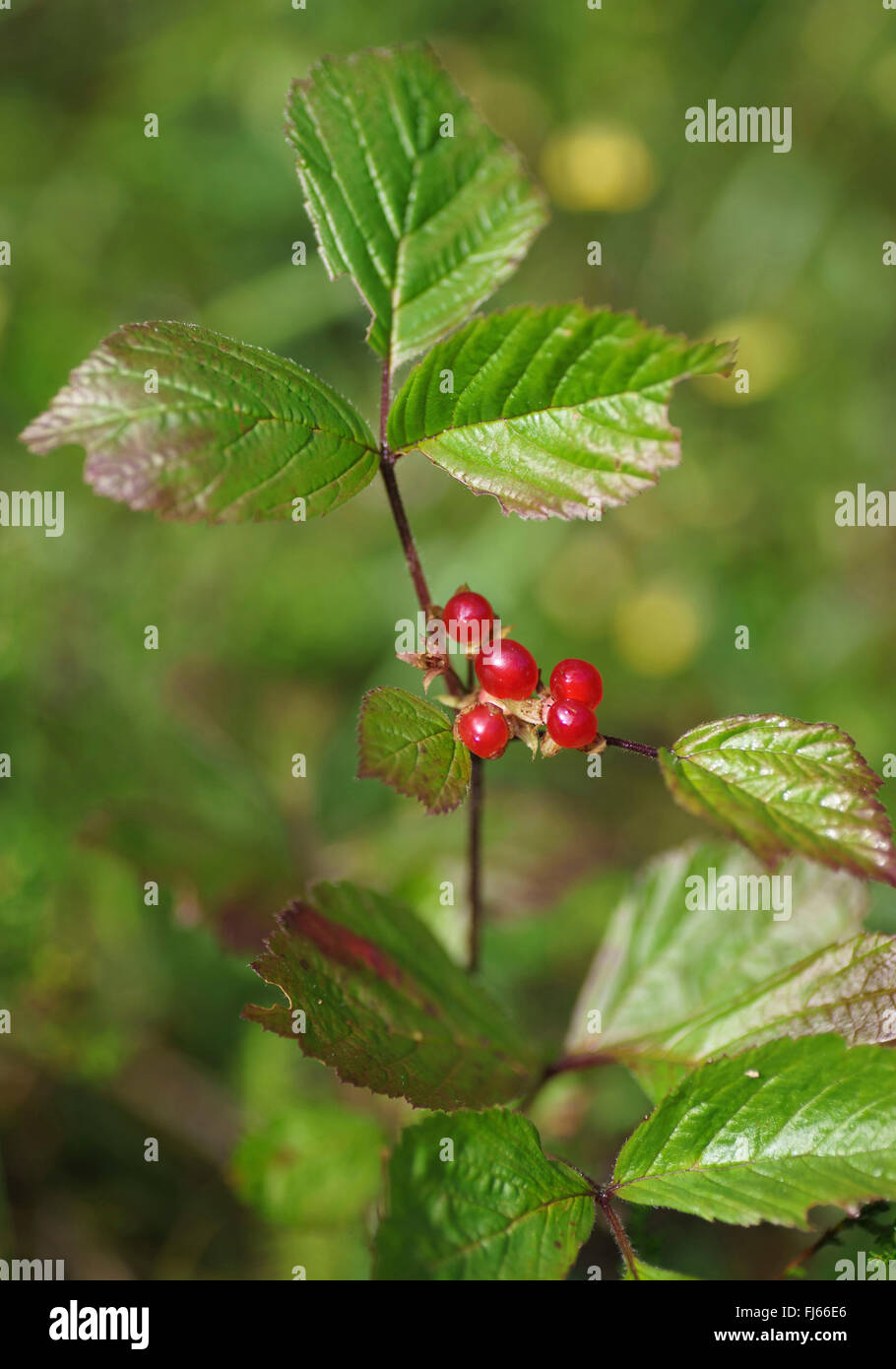 Stone bramble, Roebuck-berry (Rubus saxatilis), fruits on a twig ...