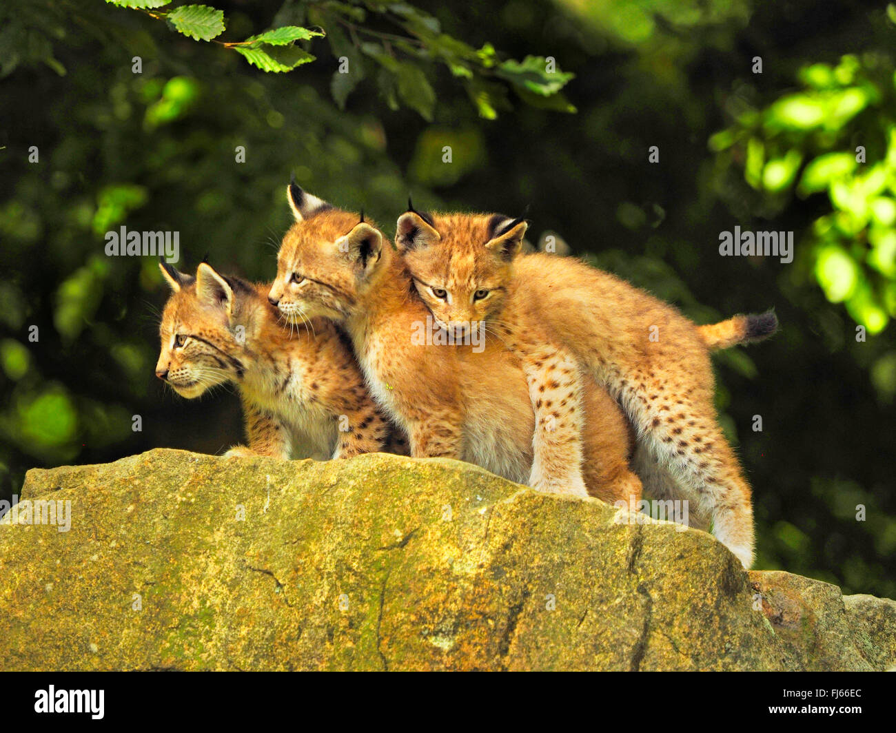 northern lynx (Lynx lynx lynx), pups, Germany, Bavaria Stock Photo - Alamy
