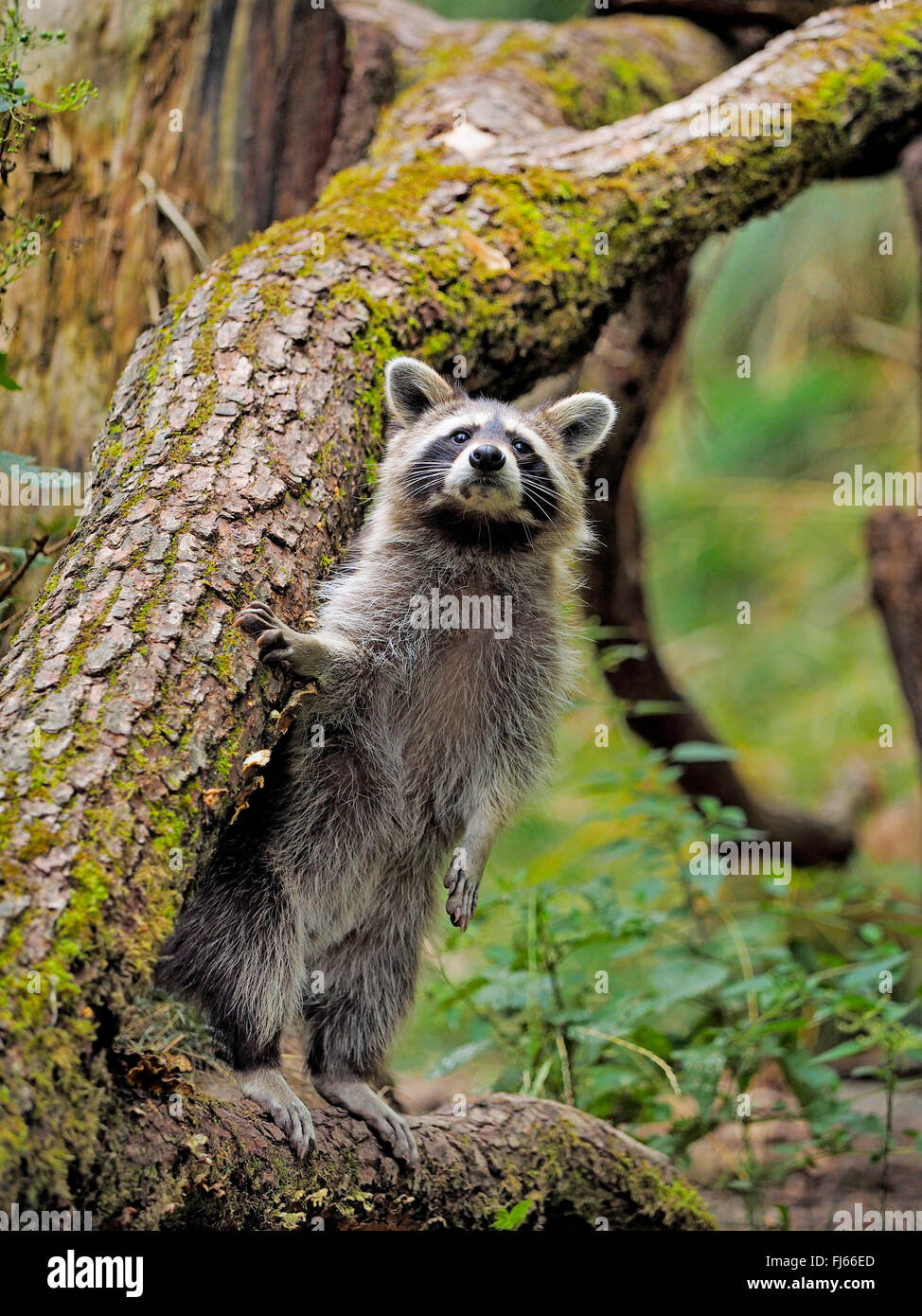 common raccoon (Procyon lotor), peering, Germany, Bavaria Stock Photo ...