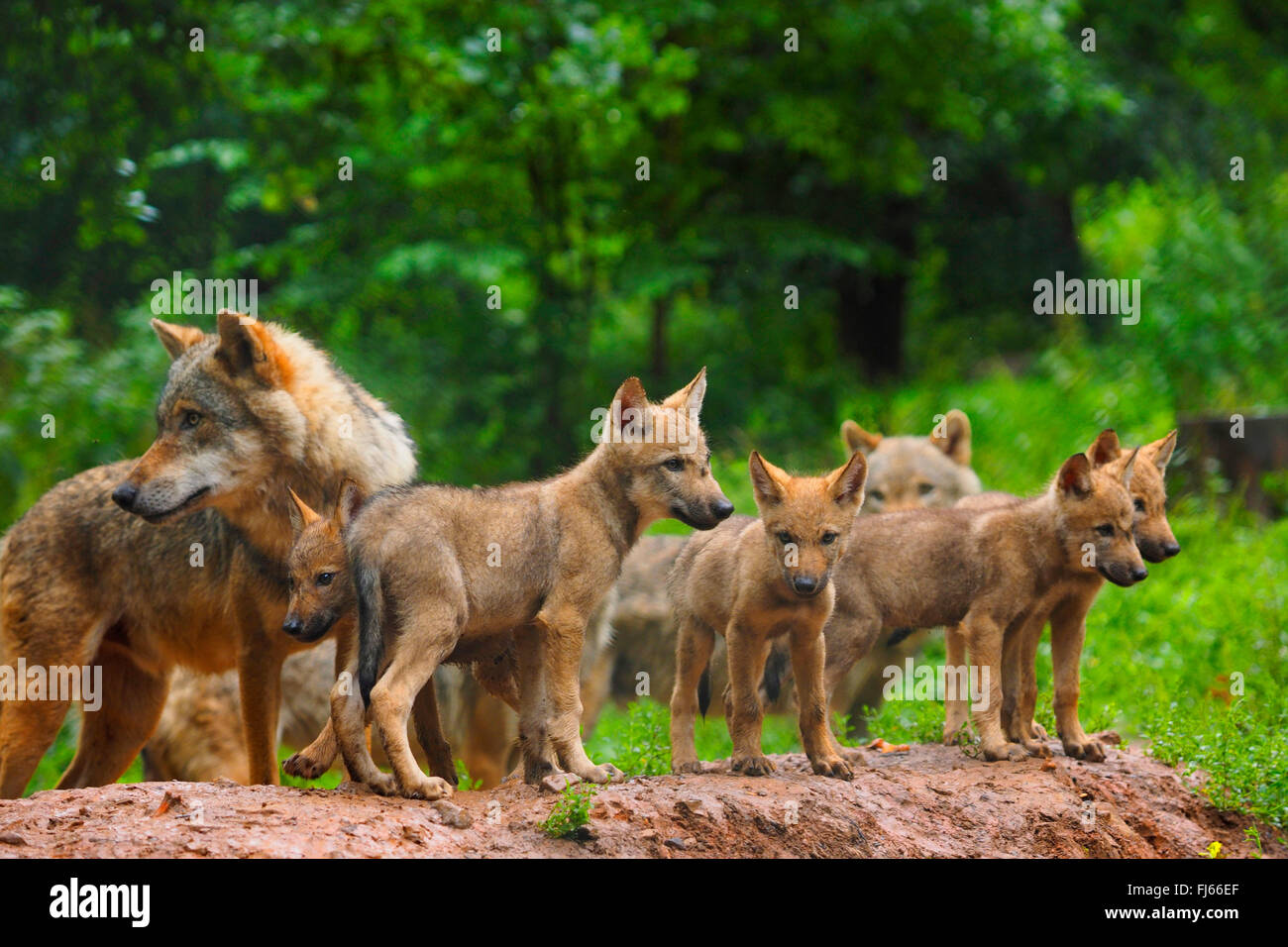 European gray wolf (Canis lupus lupus), wolves with pups, Germany ...