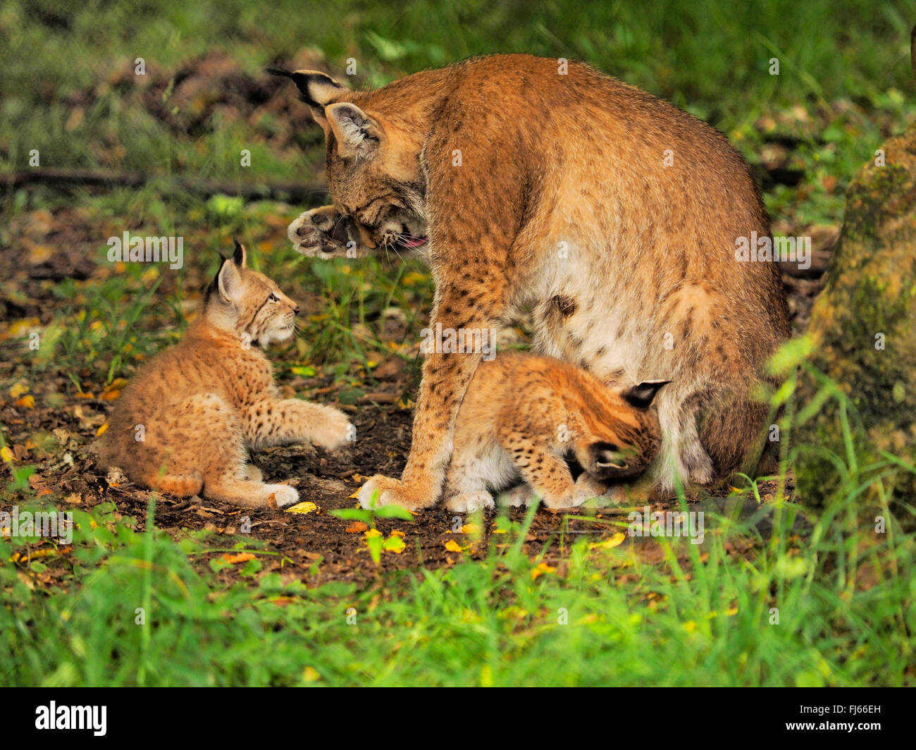 northern lynx (Lynx lynx lynx), female with pup, Germany, Bavaria Stock ...
