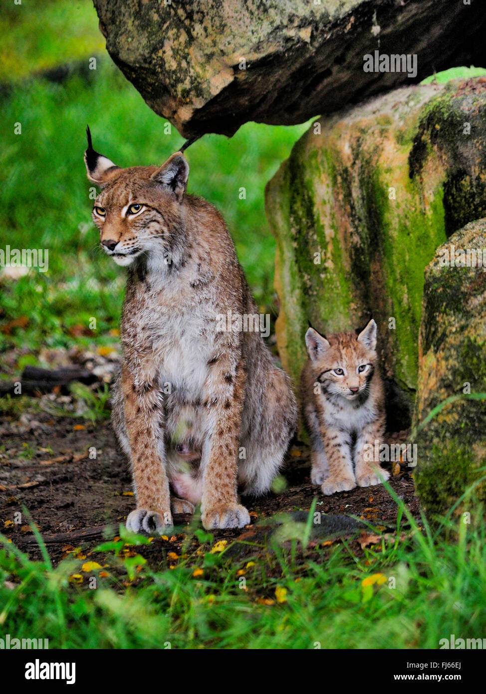 northern lynx (Lynx lynx lynx), female with pup, Germany, Bavaria Stock ...