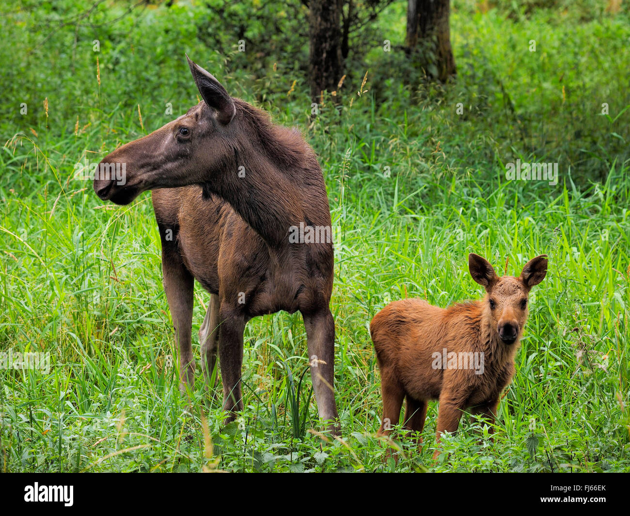 elk, European moose (Alces alces alces), female with elk calf, Germany ...
