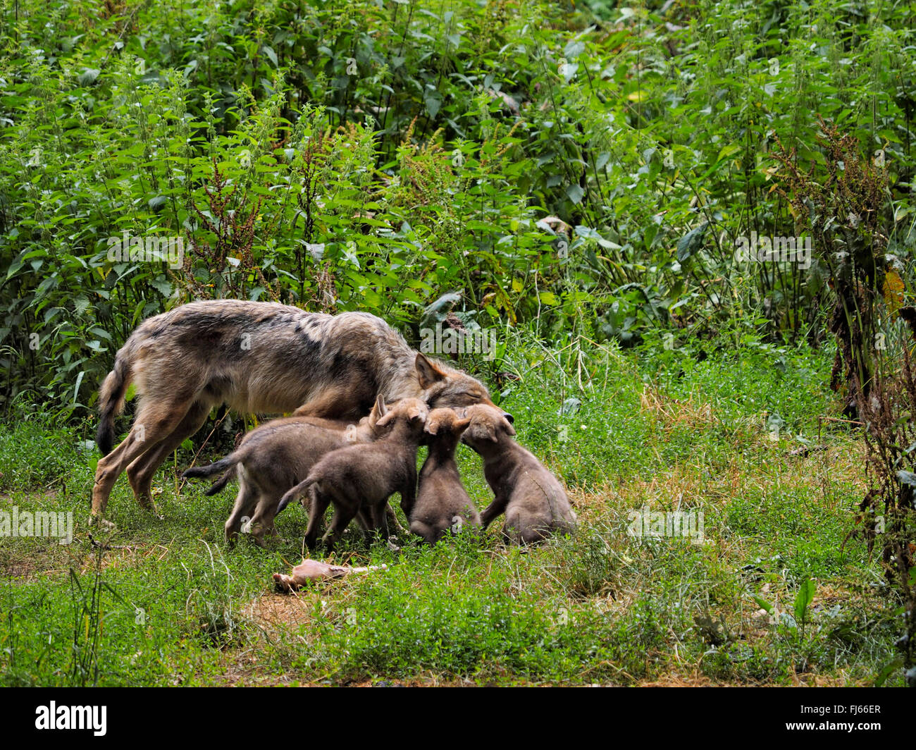 Wolf parents hi-res stock photography and images - Alamy