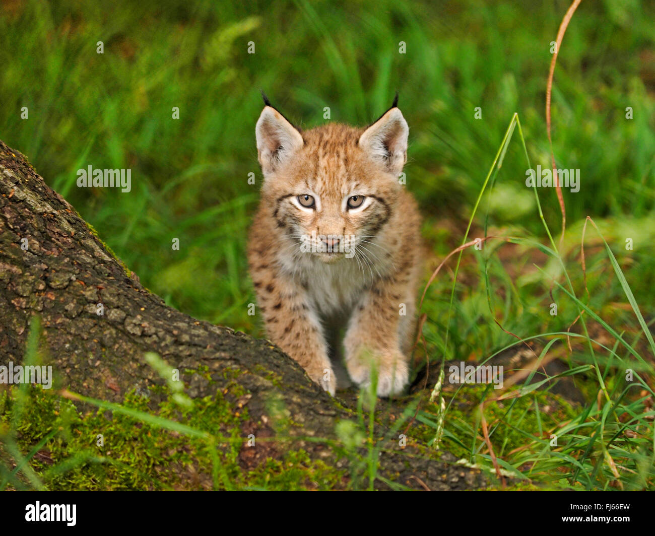 northern lynx (Lynx lynx lynx), pup, Germany, Bavaria Stock Photo - Alamy