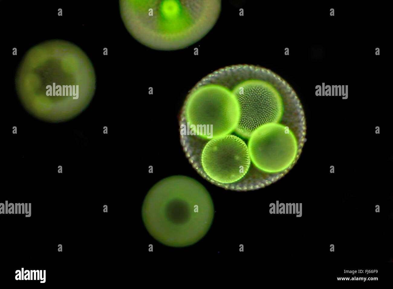 Volvox Under Microscope 40x