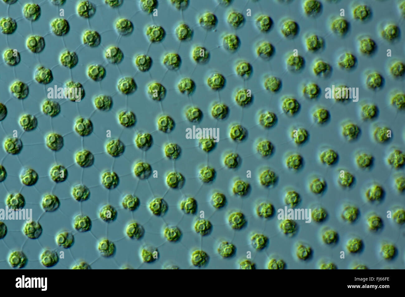 Volvox plant hi-res stock photography and images - Alamy