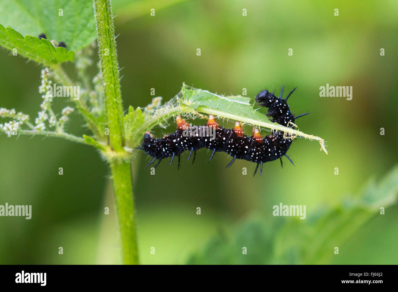 Peacock butterfly, European Peacock (Inachis io, Nymphalis io ...