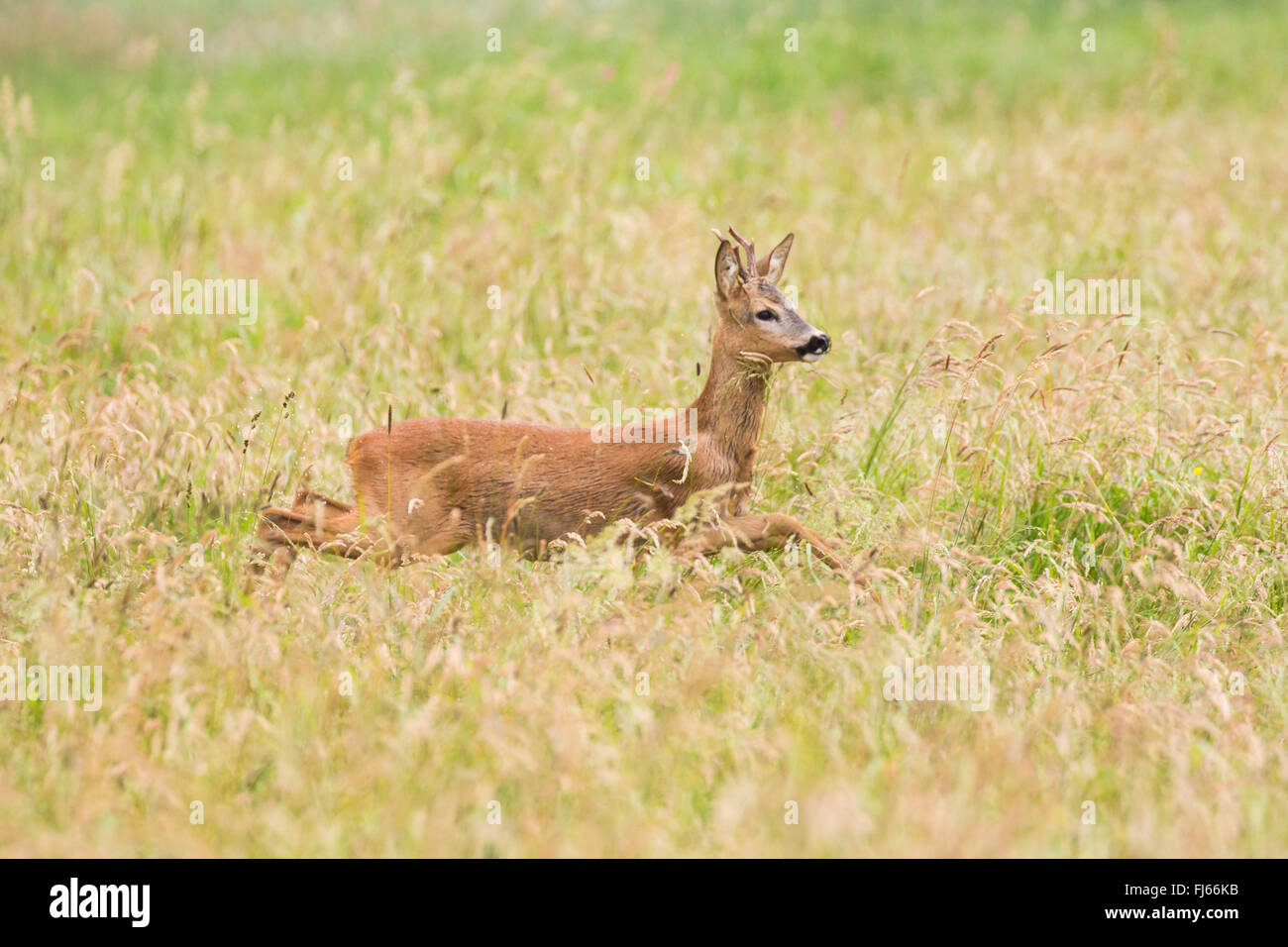 Jums hi-res stock photography and images - Alamy