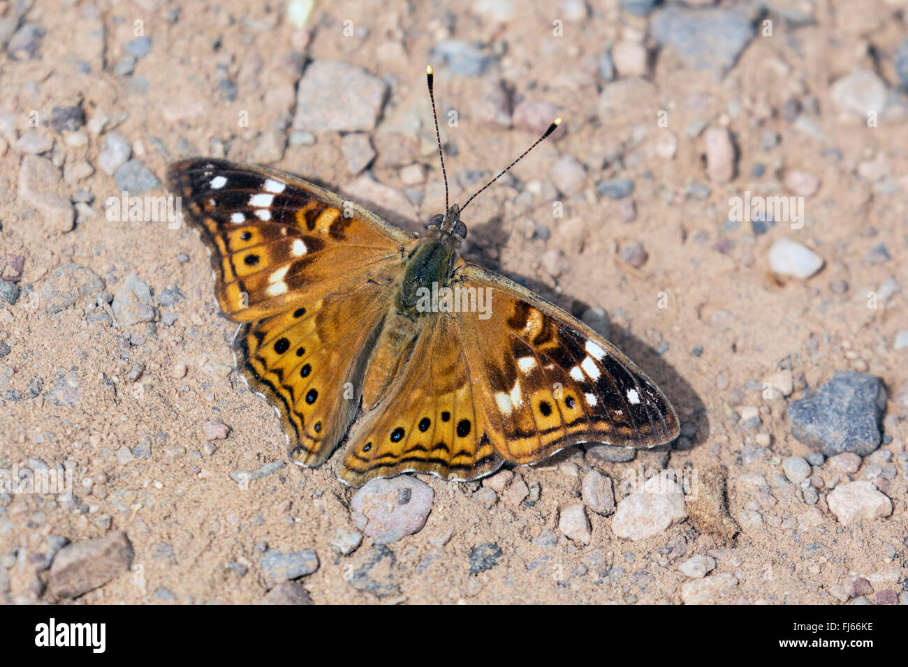 American butterfly butterfly hi-res stock photography and images - Alamy