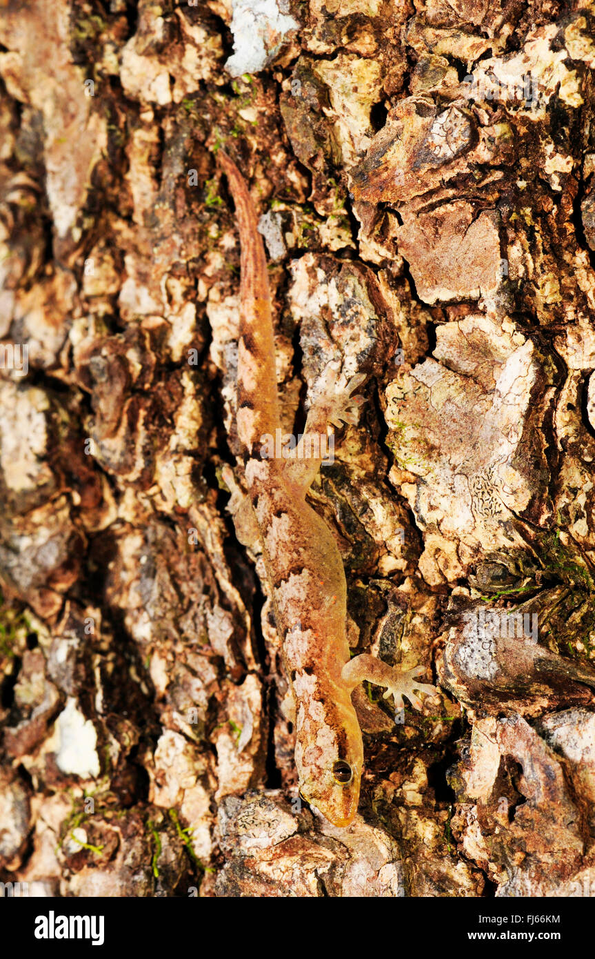 Mountain New Caledonian Gecko (Bavayia cyclura, Bavayia montana), well ...