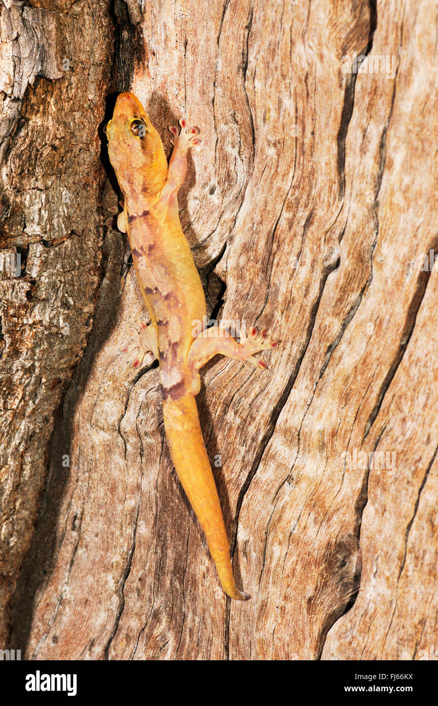 Bavayia hi-res stock photography and images - Alamy