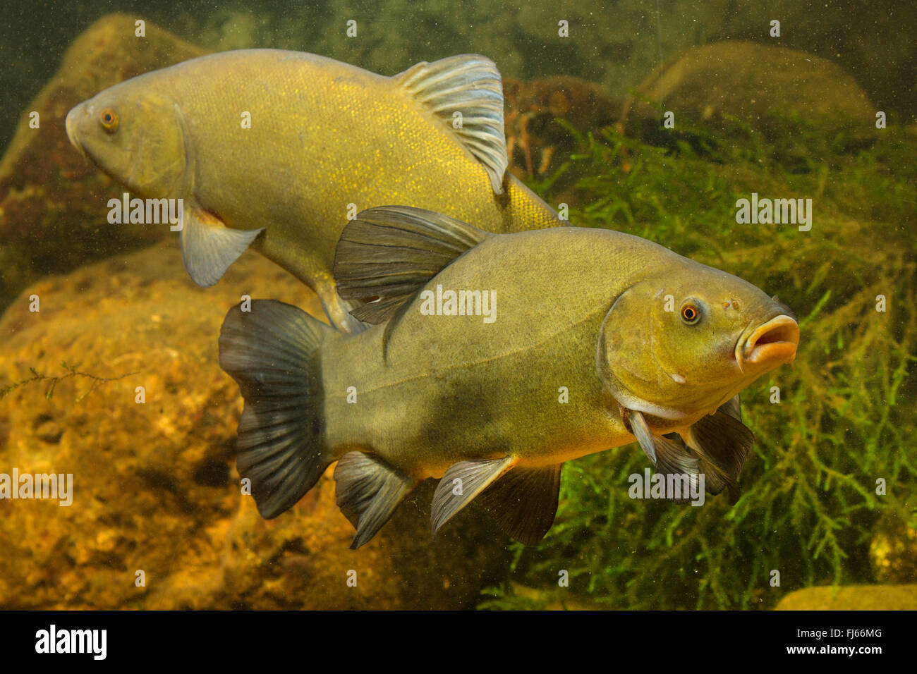 tench (Tinca tinca), spawner and milkner in the background, Germany ...