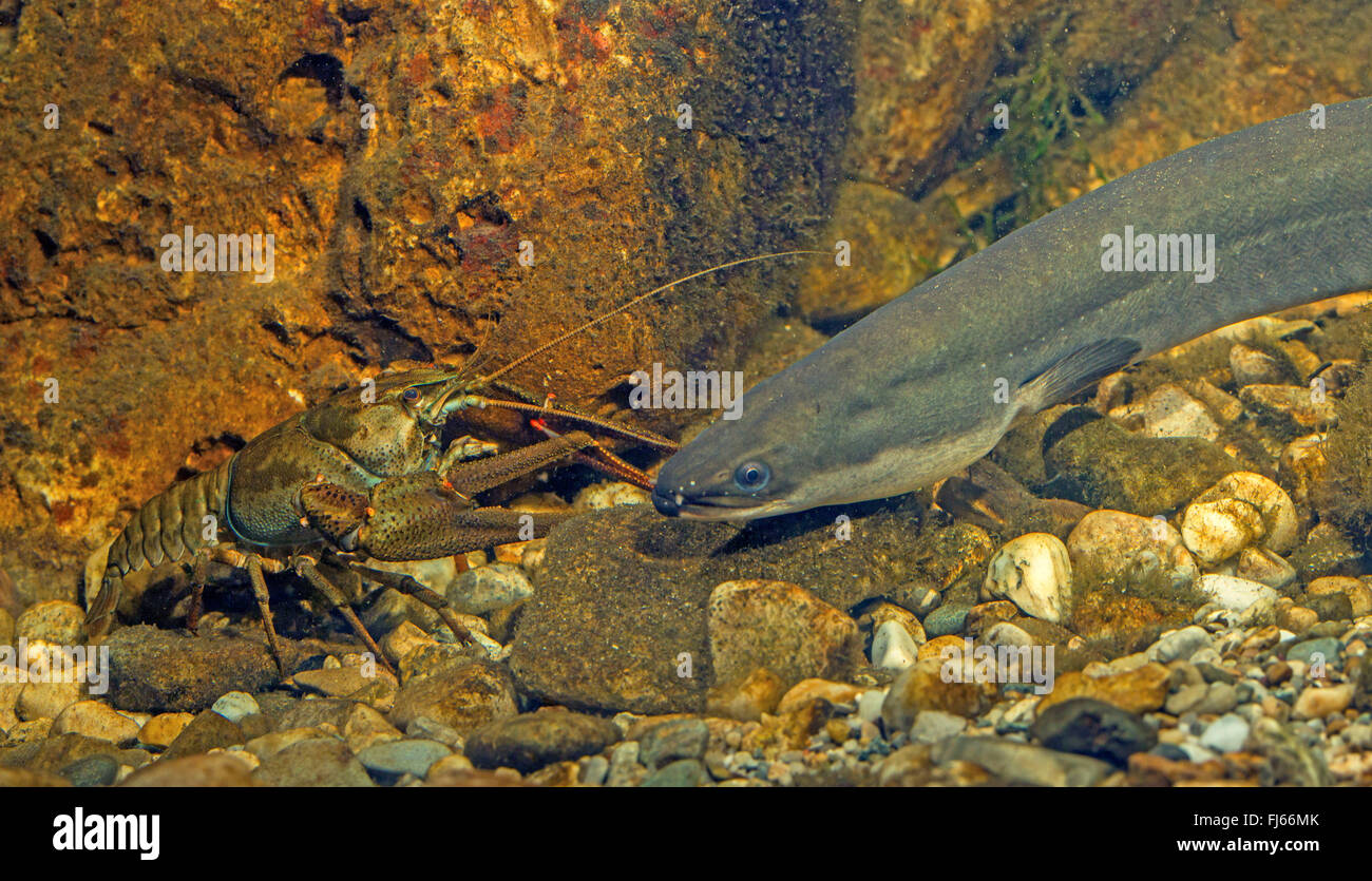 eel, European eel, river eel (Anguilla anguilla), with crayfish ...