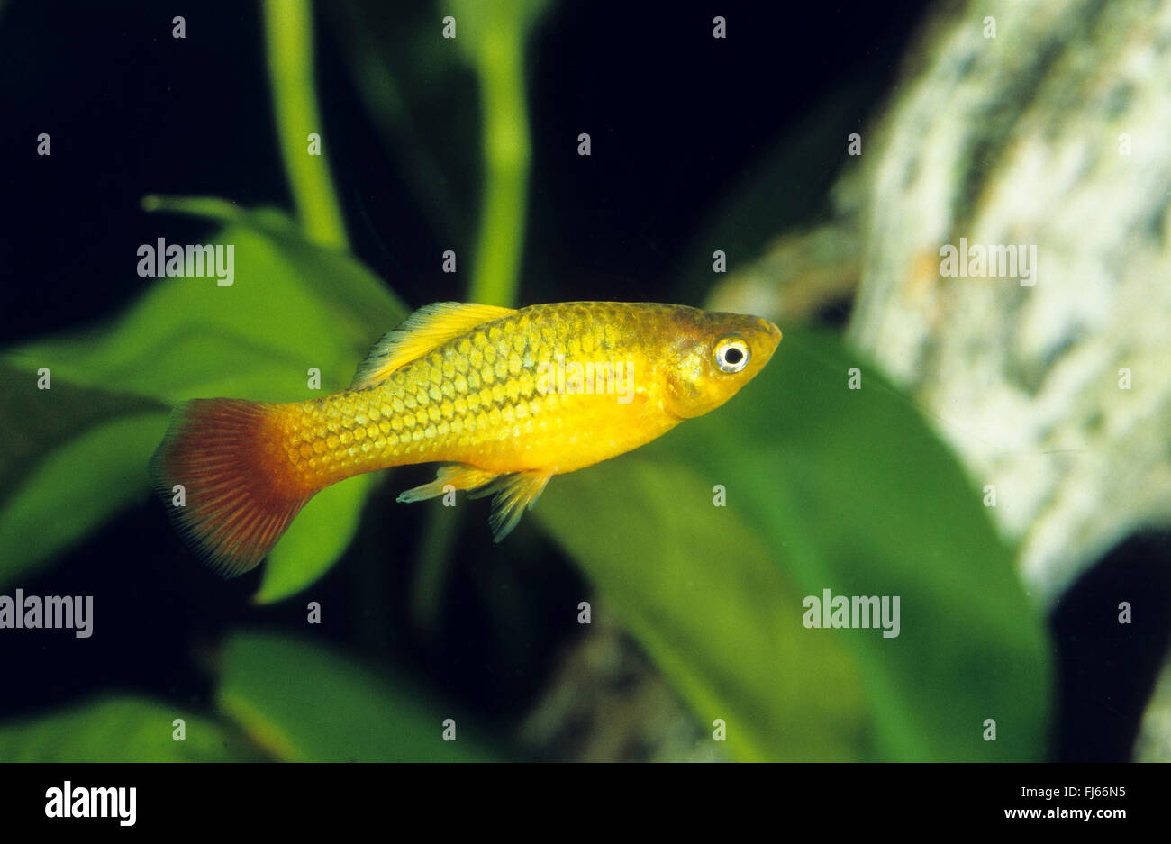 Variegated platy, Variatus swordtail, Variable platyfish (Xiphophorus ...