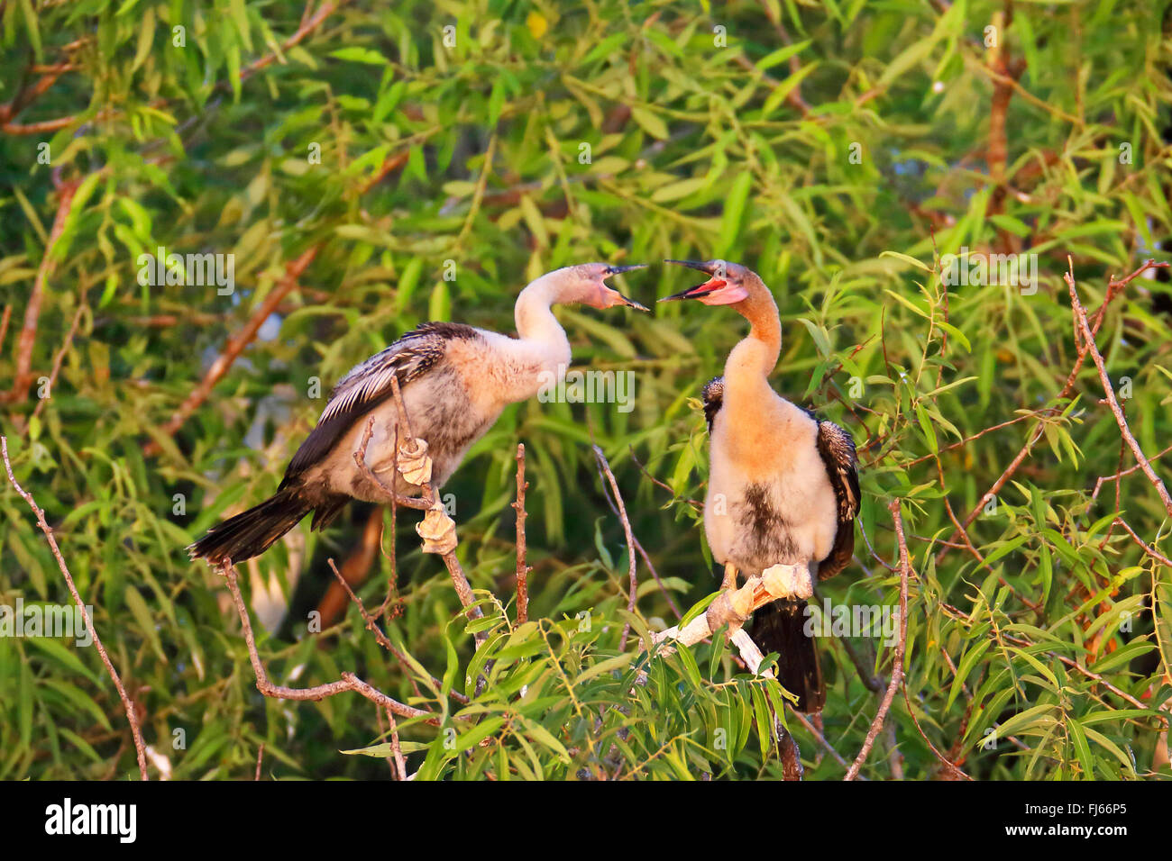 American darter (Anhinga anhinga), nearly fledged chicks at the nest ...