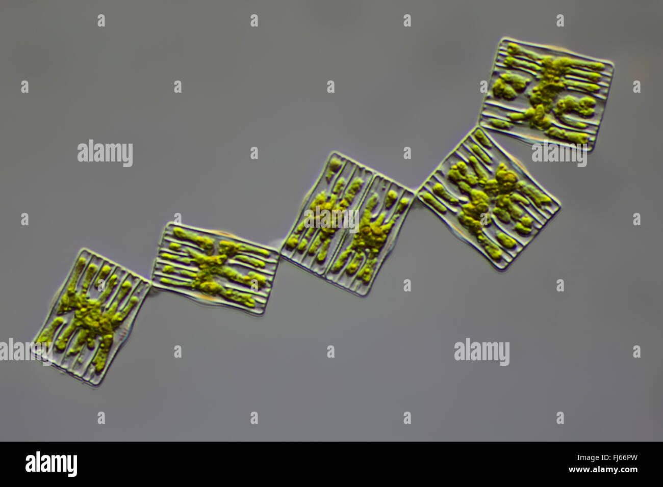 Tabellaria hi-res stock photography and images - Alamy