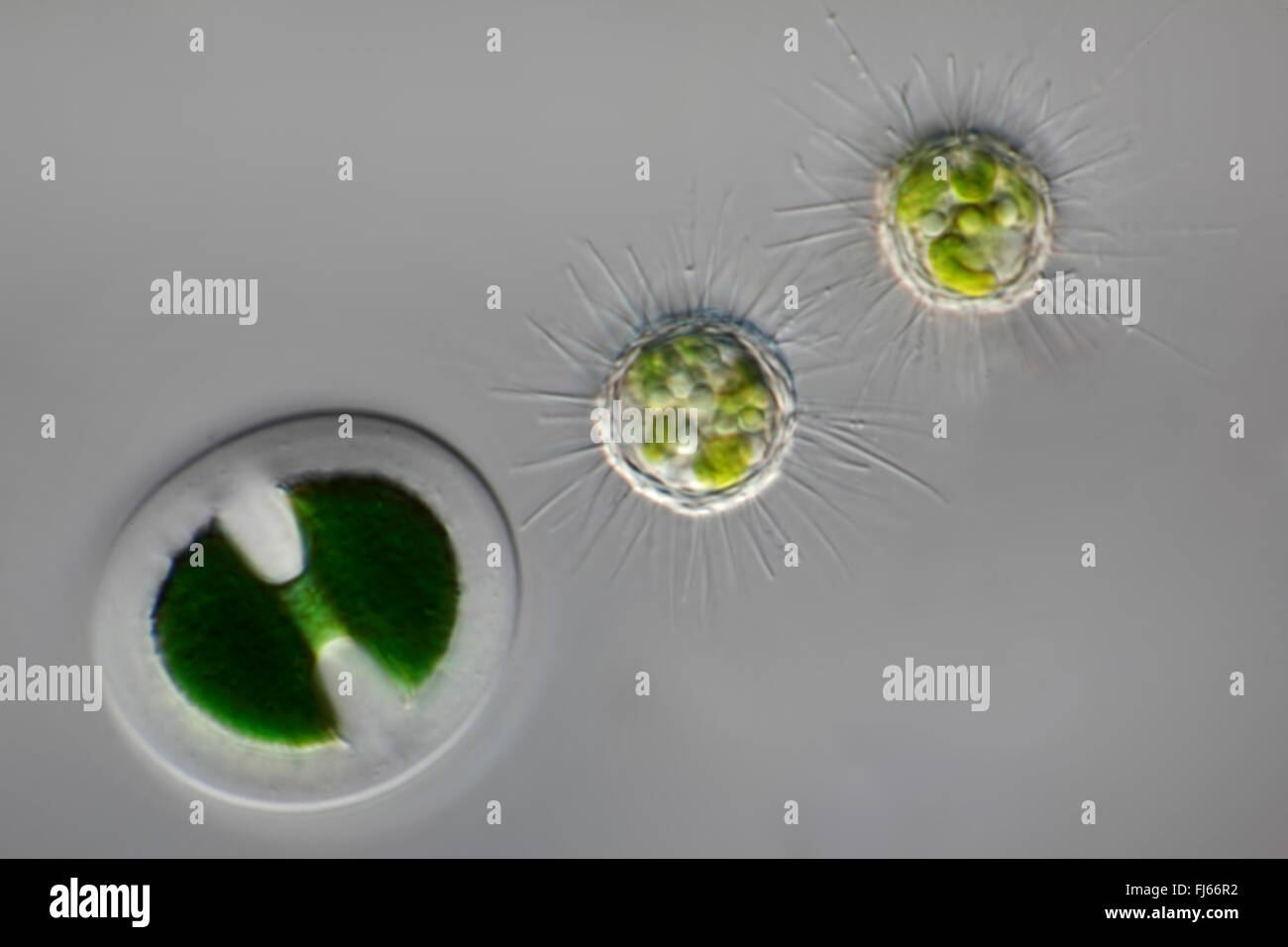 sun animalcules, heliozoans (Heliozoa), with dividing algae Stock Photo ...