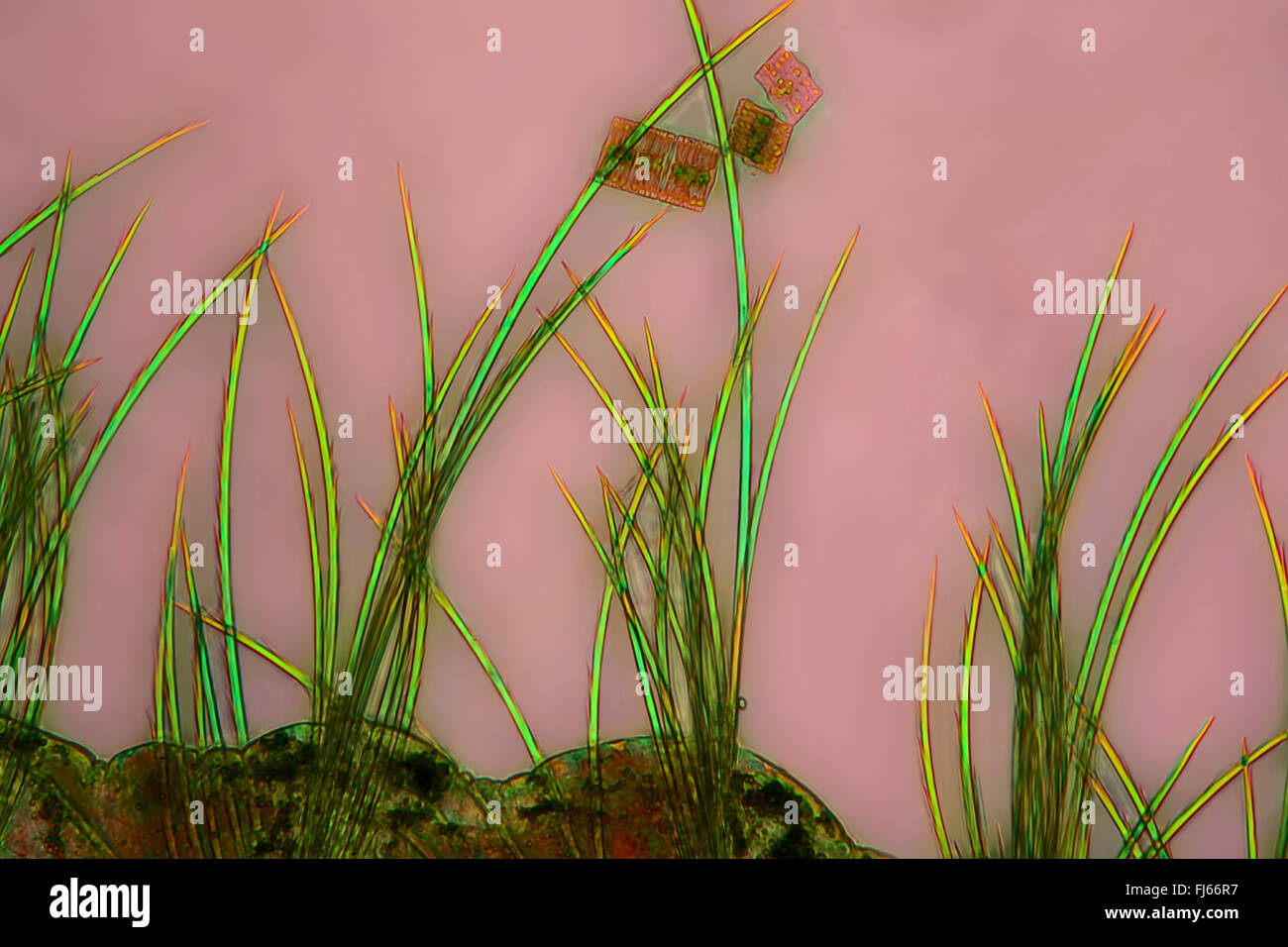 Polychaeten hi-res stock photography and images - Alamy