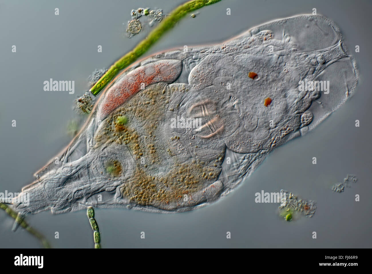 rotifers (Rotatoria), Philodina spec Stock Photo - Alamy
