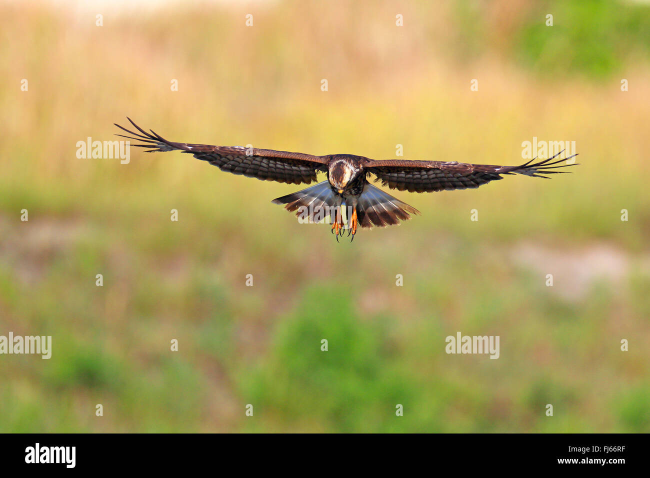 everglade kite, snail kite (Rostrhamus sociabilis), flying female , USA ...