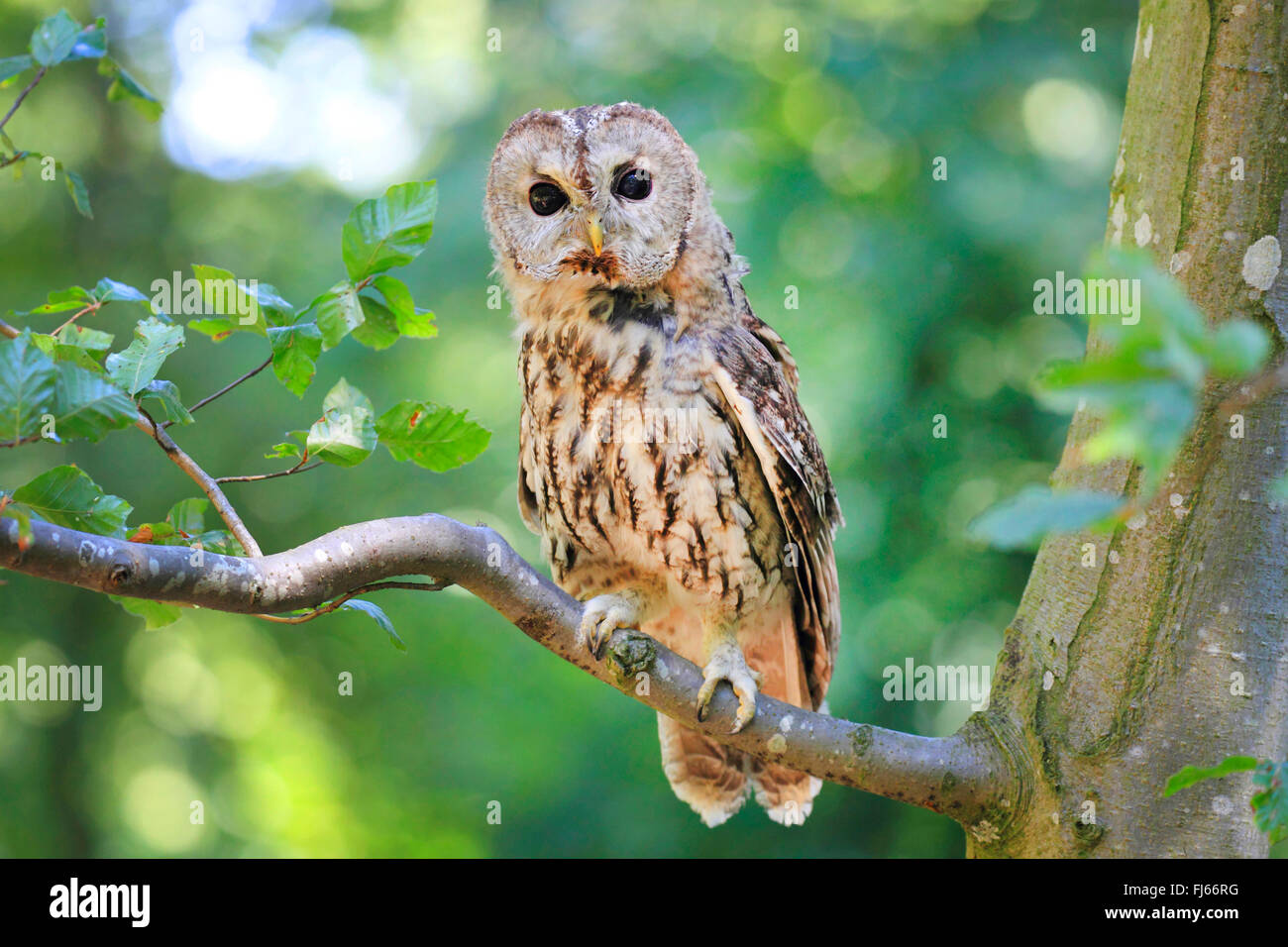 Eurasian tawny owl (Strix aluco), sits on a branch, Germany Stock Photo ...