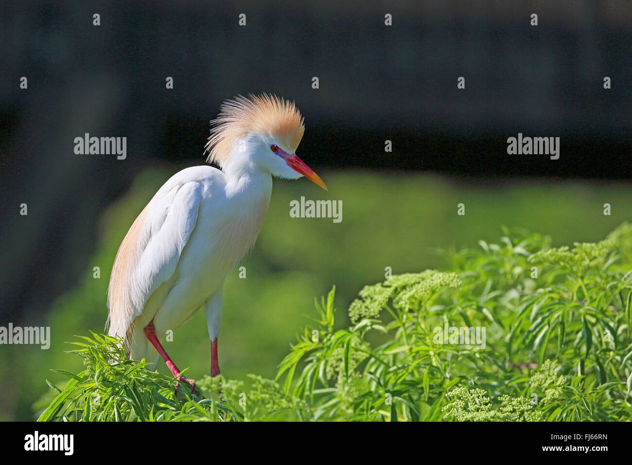 Cattle egret breeding plumage hi-res stock photography and images - Alamy