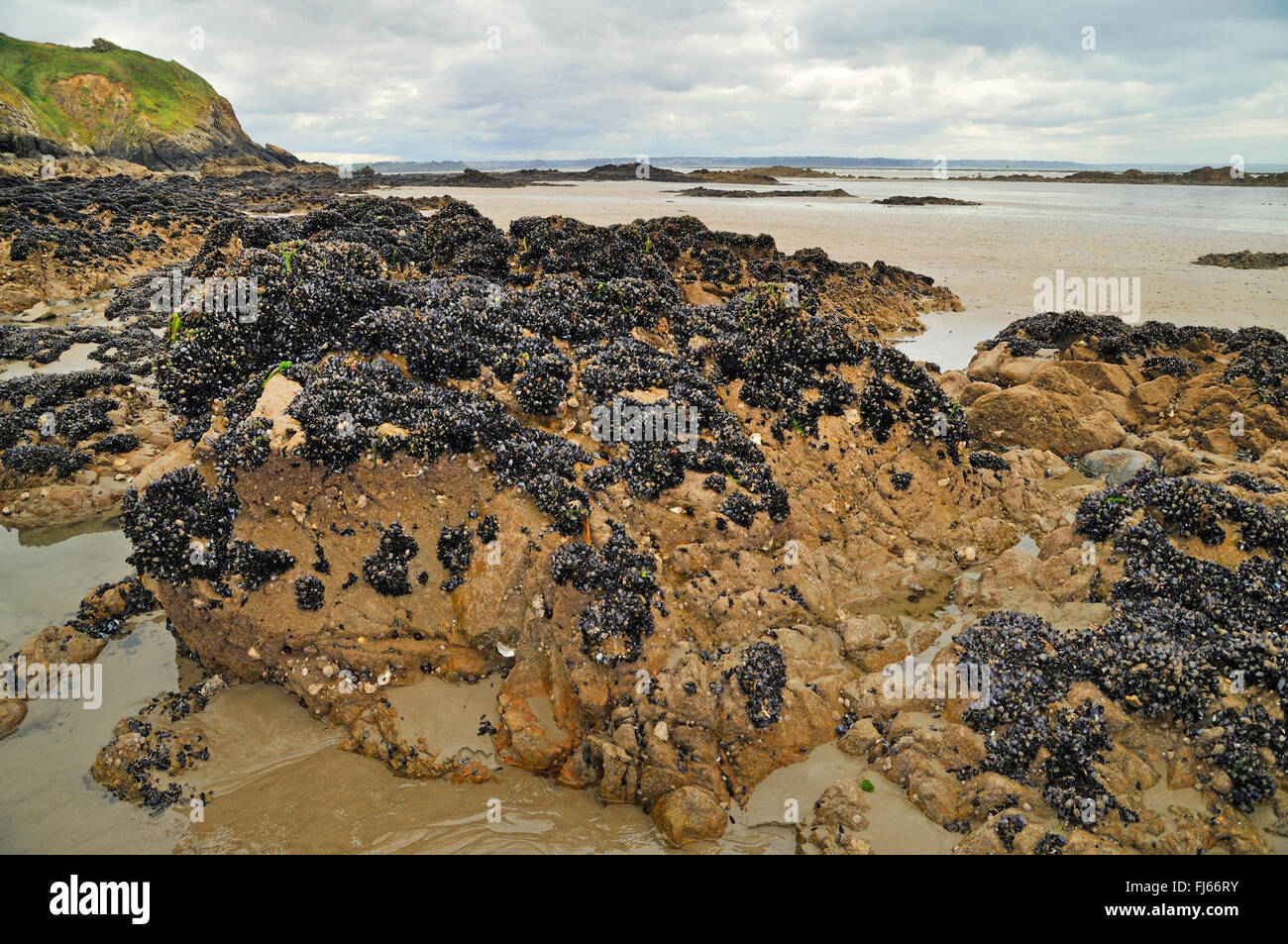 blue mussel, bay mussel, common mussel, common blue mussel (Mytilus ...