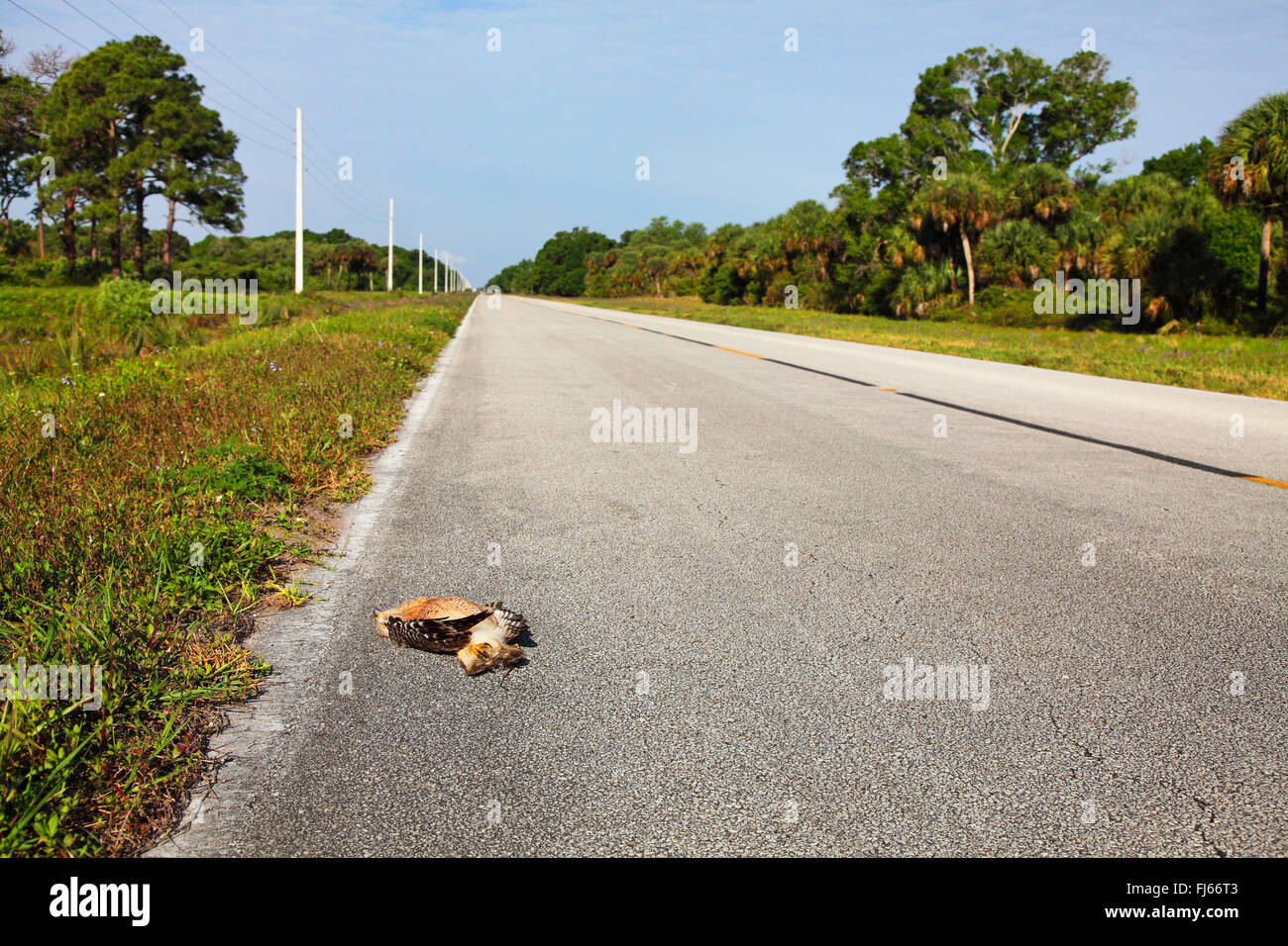 Road kill animal hi-res stock photography and images - Alamy