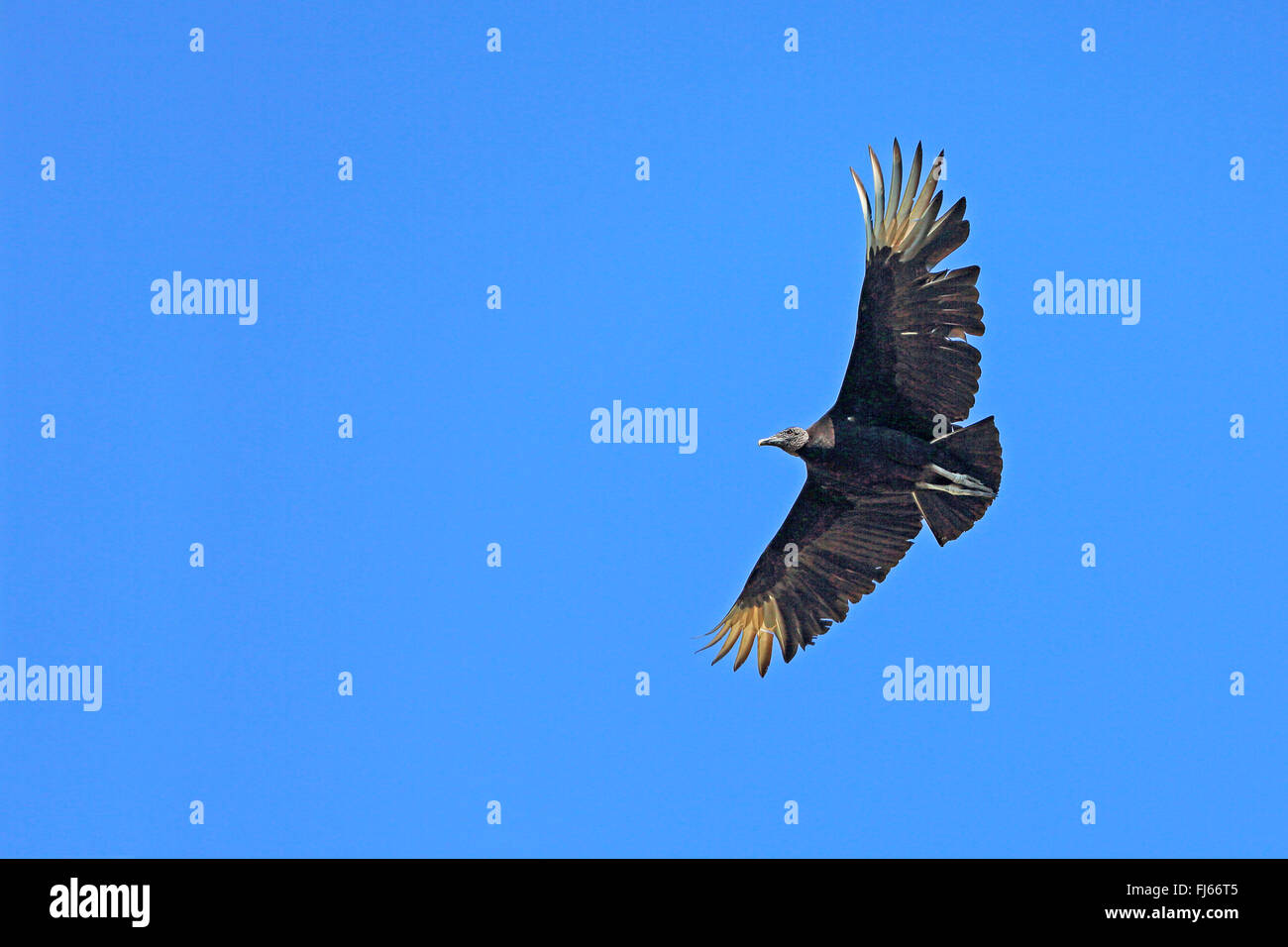 American black vulture (Coragyps atratus), in flight, USA, Florida ...