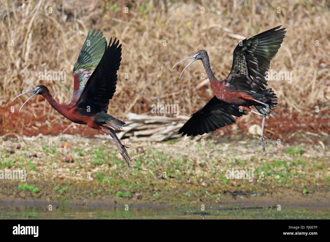 glossy ibis (Plegadis falcinellus), two Glossy ibises taking off, USA ...