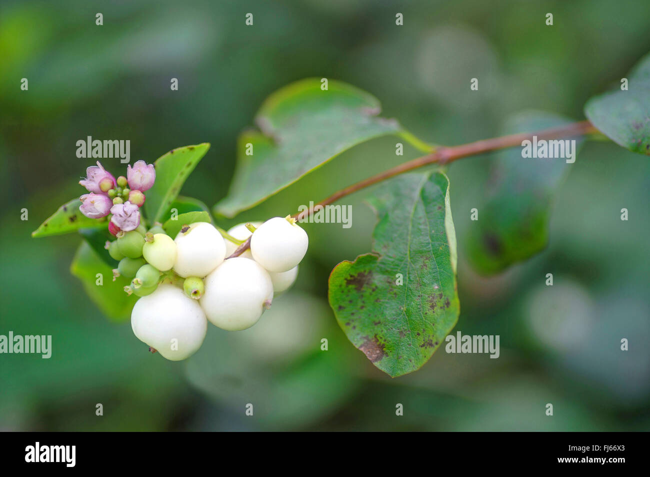 Waxberry hi-res stock photography and images - Alamy