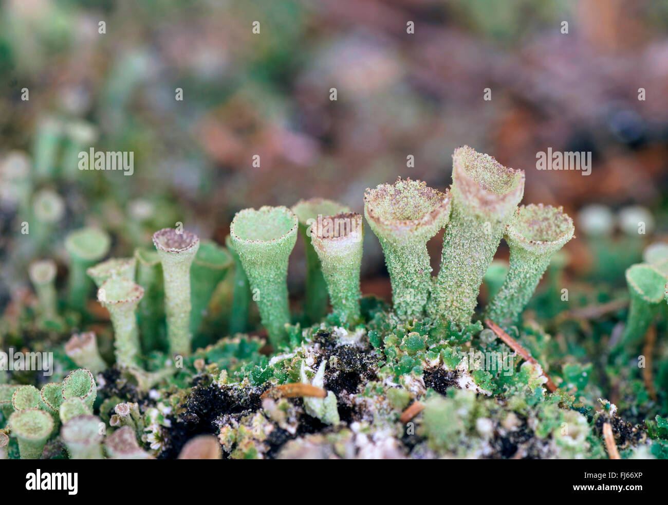 cup lichen (Cladonia spec.), cup lichen, Germany, Bavaria, Oberbayern ...