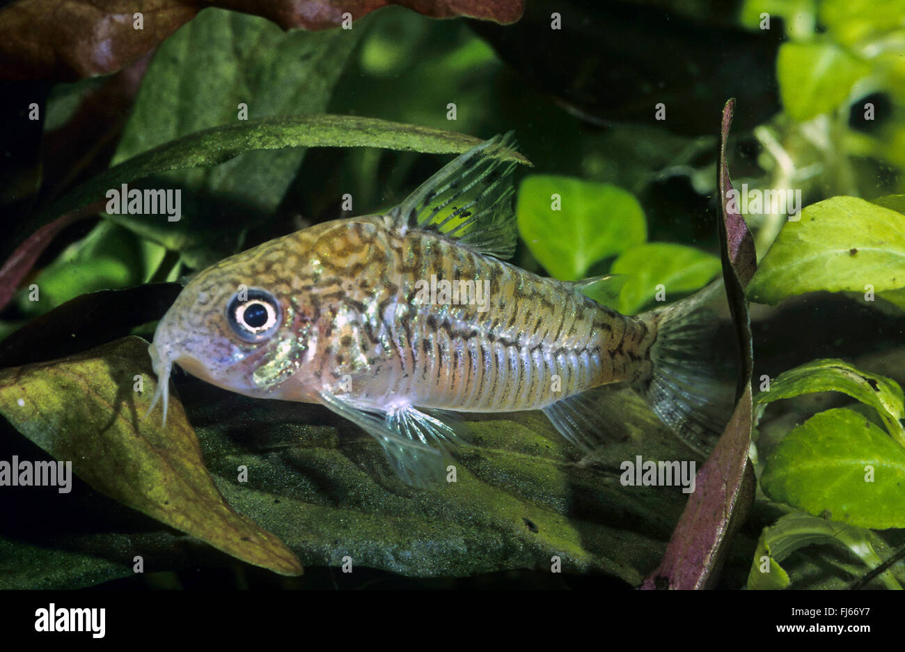 False Network Cory, false network catfish (Corydoras sodalis), swimming ...