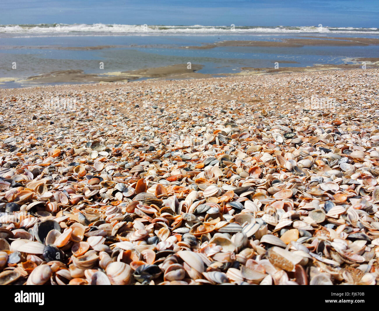 seashells washed up by the North Sea, Netherlands, Nordwijk Stock Photo ...