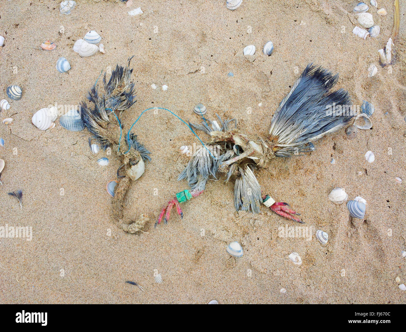pigeons and doves (Columbidae), remains of a dead dove on the beach ...
