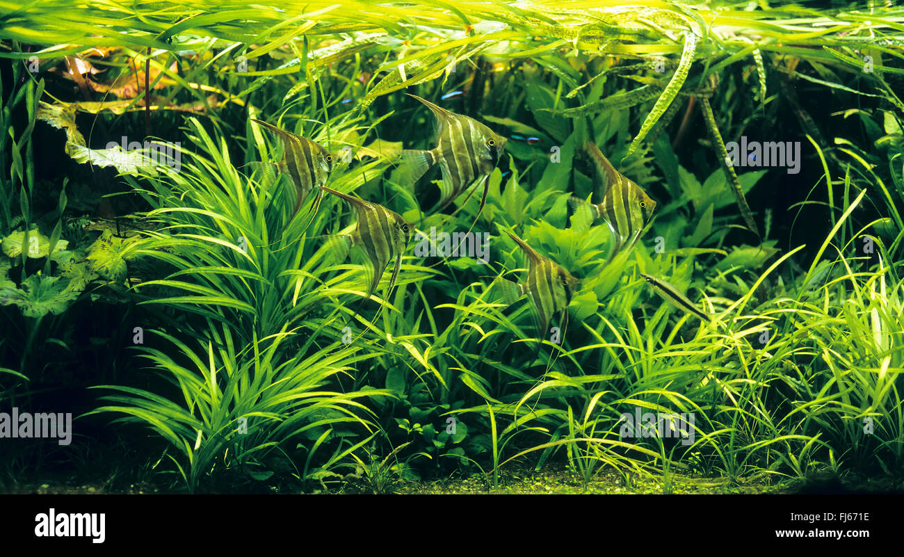 tropical fresh water fish tank Stock Photo - Alamy