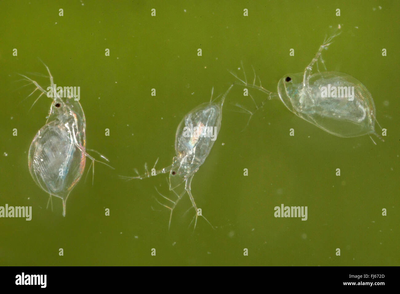 Daphnia lake hi-res stock photography and images - Alamy