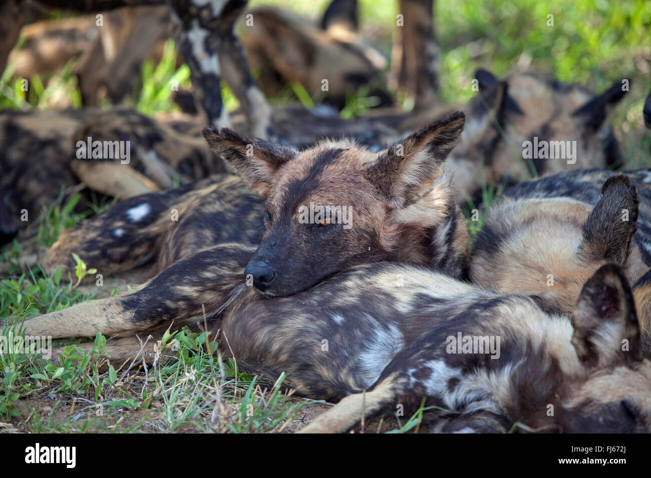 African wild dog, African hunting dog, Cape hunting dog, Painted dog ...