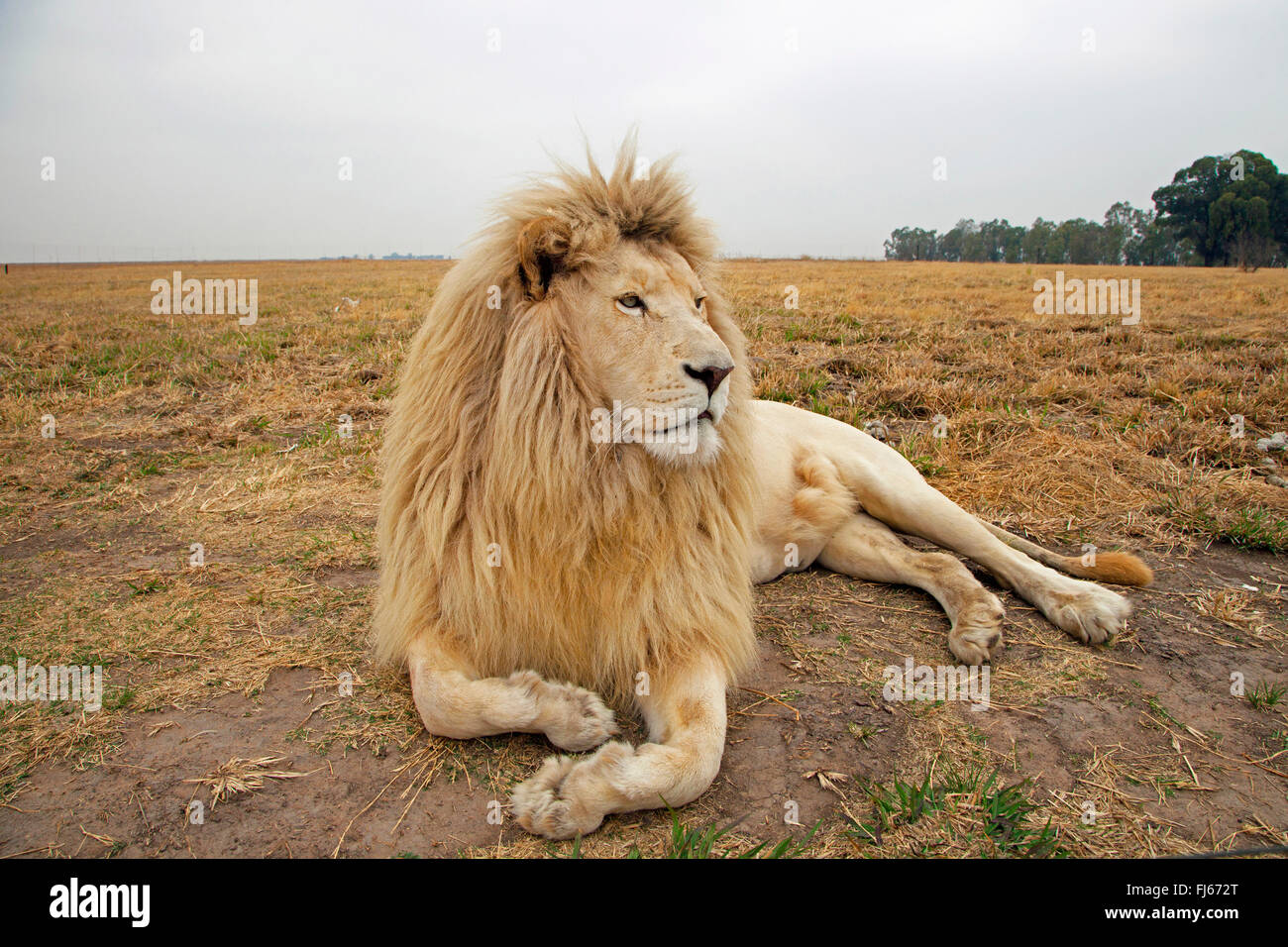 White lion south africa hi-res stock photography and images - Alamy