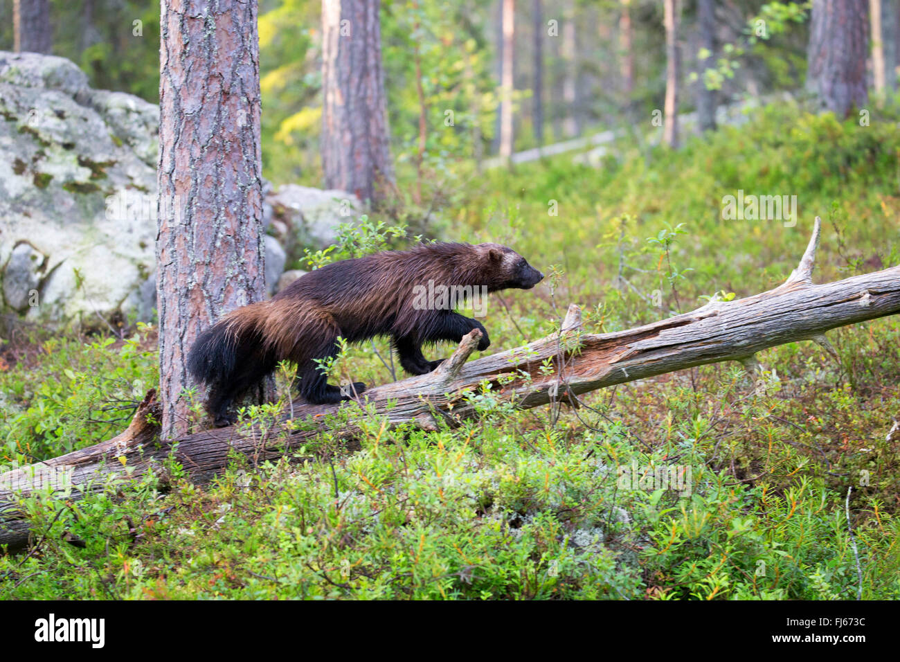 Wolverine gulo gulo walking on hi-res stock photography and images - Alamy