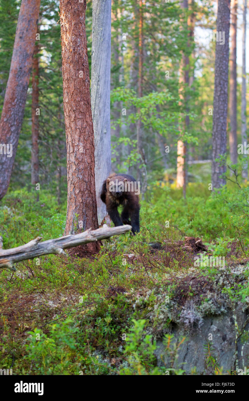 wolverine (Gulo gulo), walking through the forest, front view, Finland ...