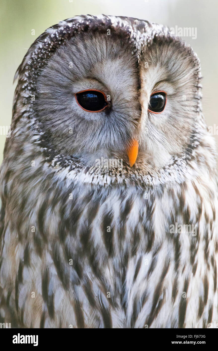 ural owl (Strix uralensis), half-length portrait, side view Stock Photo ...