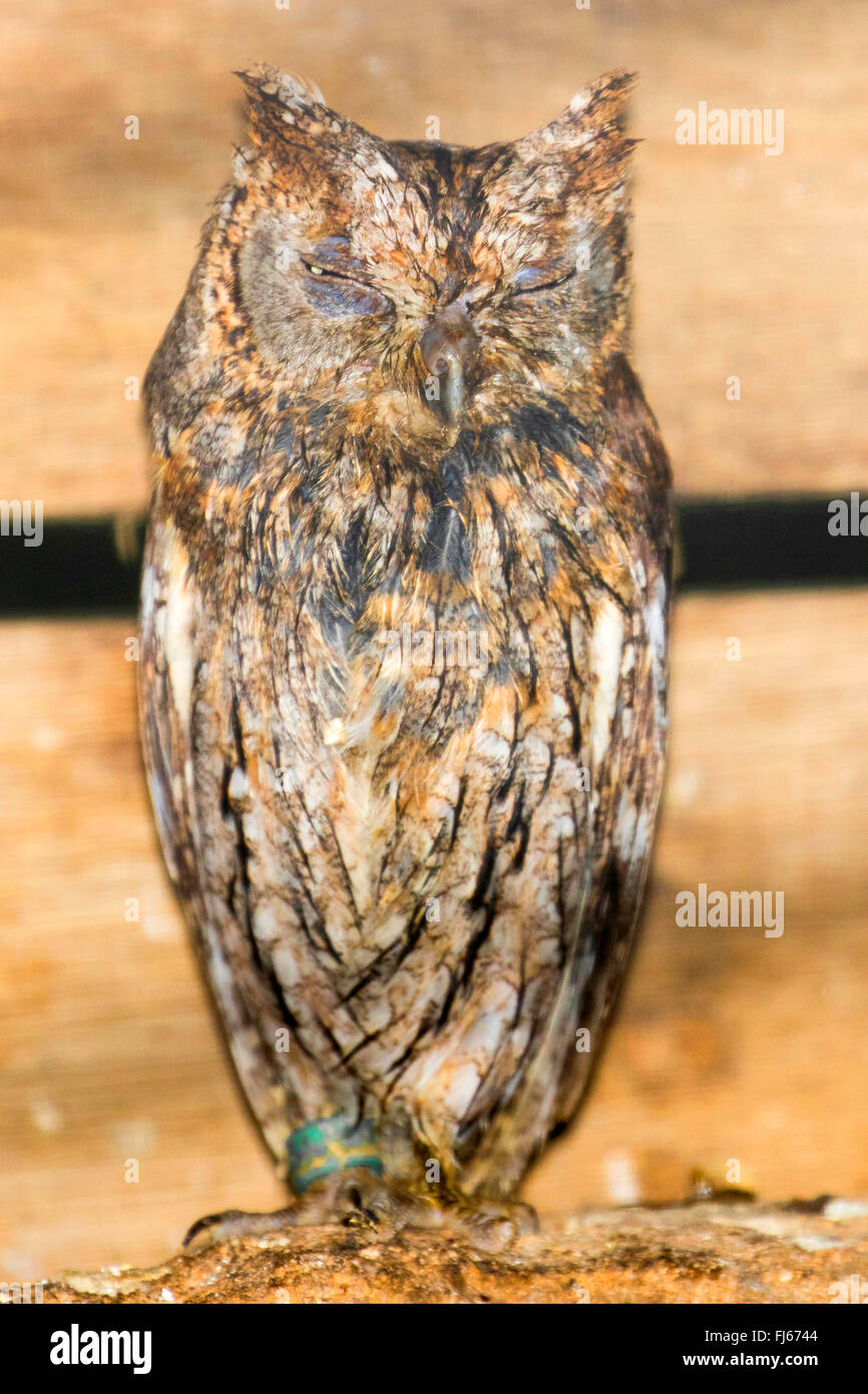 Owl eyes sleepy hi-res stock photography and images - Alamy